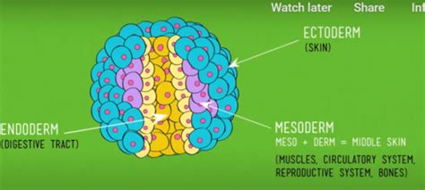 Fetal Membranes Podcast Flashcards Quizlet