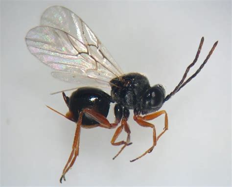 Cynipidae