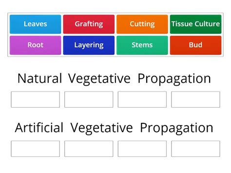 Natural And Artificial Vegetative Reproduction Strategies Group Sort