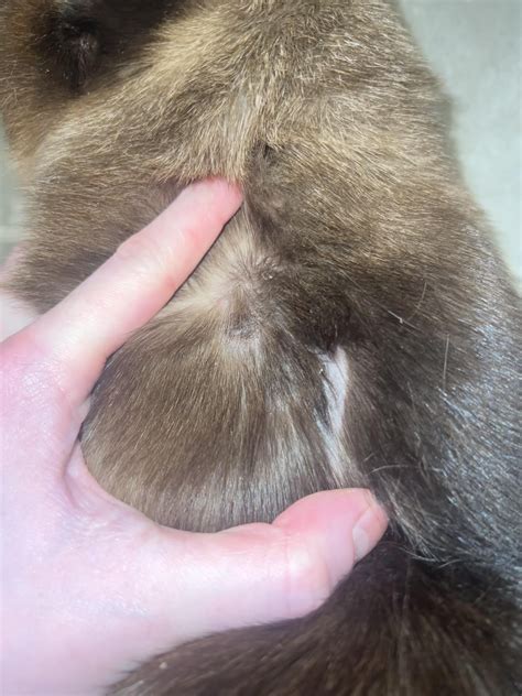 Is This Really Ringworm 9 Months And Counting Rcathelp