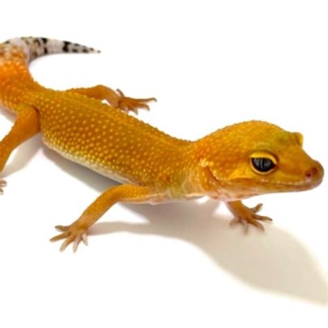 레오파드 게코 더몬스터