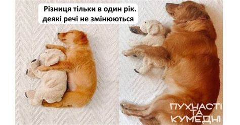 14 вихованців які надто швидко виросли а господарі встигли лише сфотографувати ПУХНАСТІ ТА