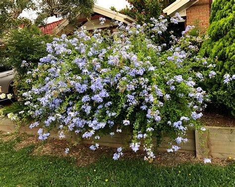 Plumbago Auriculata Gardensonline