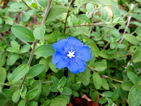 Blue Daze Evolvulus Glomeratus Care Guide