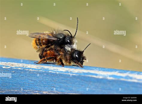 Bees Mating Mate Couple Pair Insect Bee Blue Female Male Masculine Stock Photo Alamy