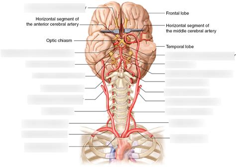 Vertebral Artery Labeling Diagram Quizlet Vertebral Artery Labeling Diagram Quizlet