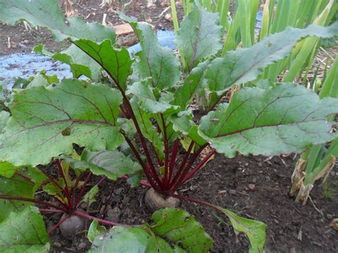 Beetroot Beta Vulgaris Health Benefits