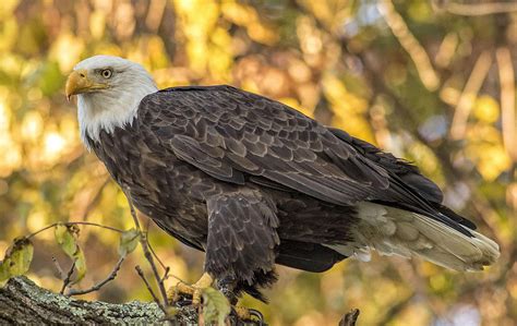 Bald Eagle Colors Bald Eagle Bird Pjcjzy