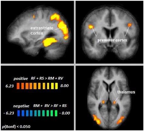 frontiers the neural correlates of visual and auditory cross modal selective attention in aging