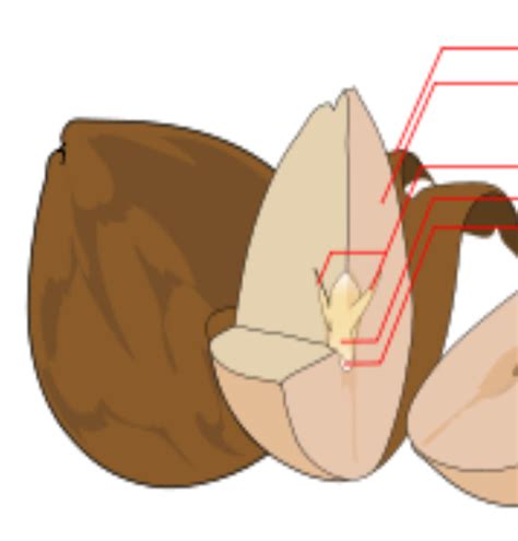 Botany Flowers Lecture Notes 2 Diagram Quizlet