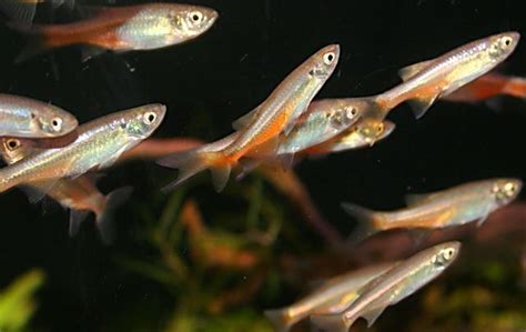 Fall 16 Spawning Plans Ball Aquatics