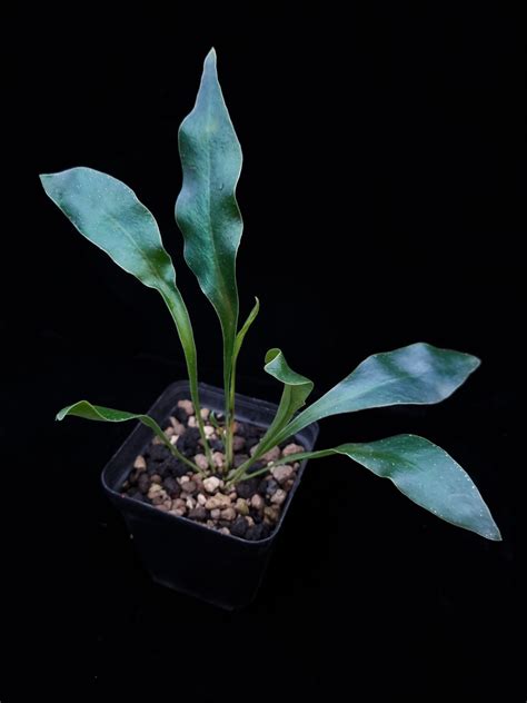 Microsorum Siamensis Potted Plants Singapore Black Toe Tropicals