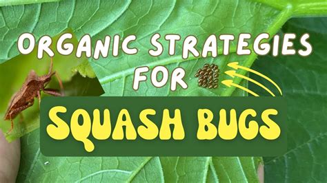 Organic Solutions For Squash Bugs Youtube