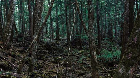 Long Before Video Japanese Fought Suicide In The ‘sea Of Trees The