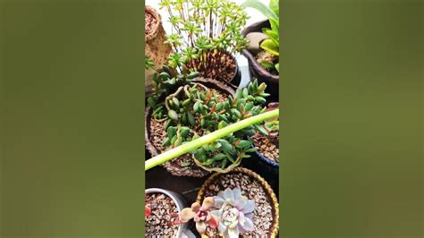 이쁜이 다육 Youtube