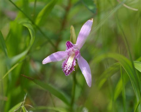 キジカクシ目ラン科バニラ亜科の植物 道南花日記