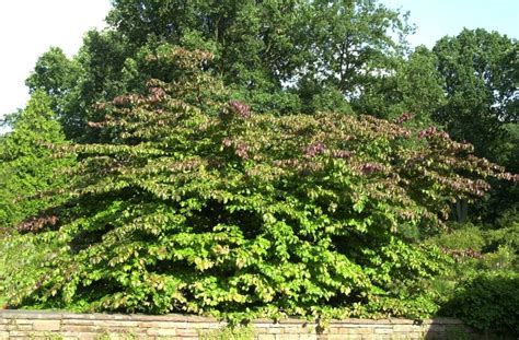 Eisenbaum Parrotia Persica Baumschule Garten De