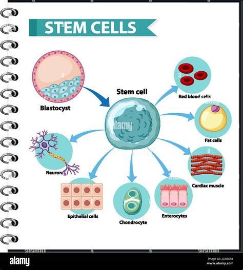 Illustration Of The Human Stem Cell Applications On A White Background