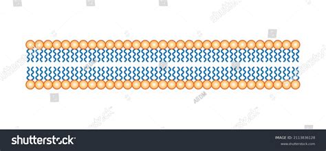 Phospholipid Bilayer Simple
