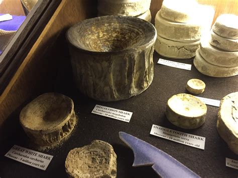 Megalodon Vertebra Fossil Id The Fossil Forum