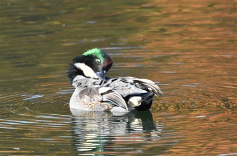 春日大池のヨシガモを見に ぶらりぷらり