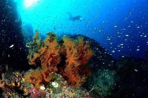 아름다운 바닷속 세상 Band Page