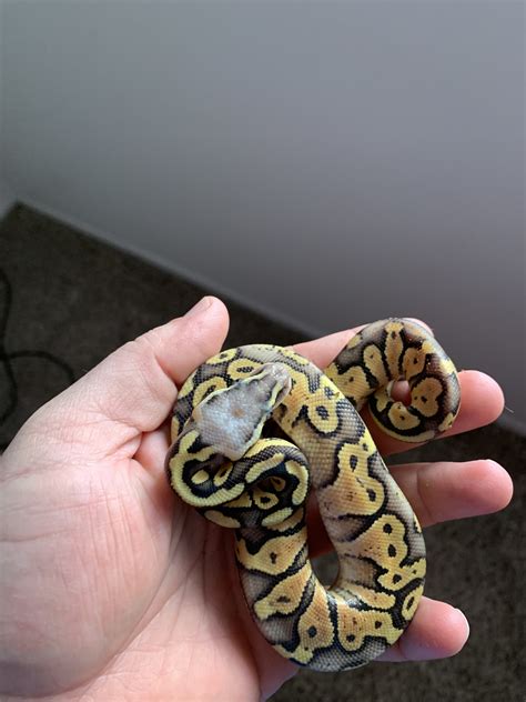 Ball Python Feeding Issue Ball Pythons Morphmarket Reptile Community