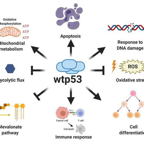 Frequency Of P53 Mutations In Human Cancers A Schematic Picture