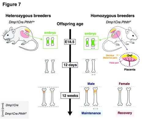 Decidual Pthrp Determines Bone Width In Progeny Mice From Breeders Download Scientific Diagram