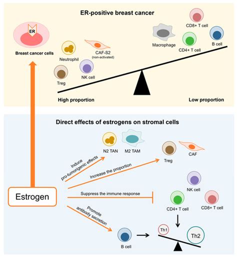 Regulation Of Stromal Cells By Sex Steroid Hormones In The Breast