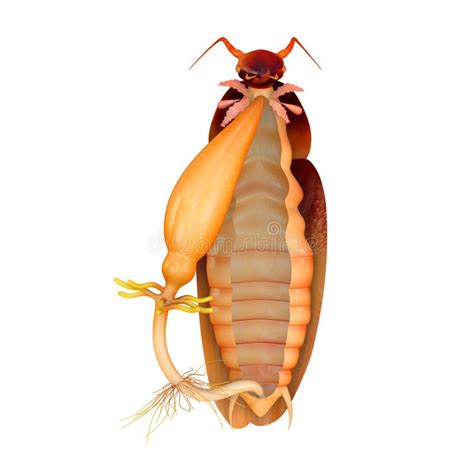 Cockroach Digestive System Stock Illustration Illustration Of Isolated 46788053