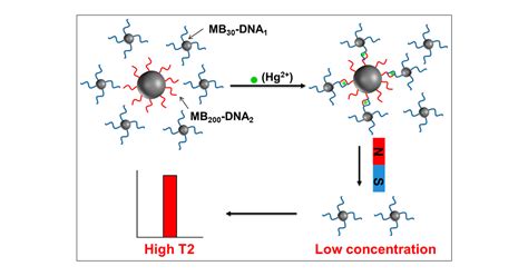Magnetic Separation Assisted Magnetic Relaxation Switching Assay For Mercury Ion Based On The