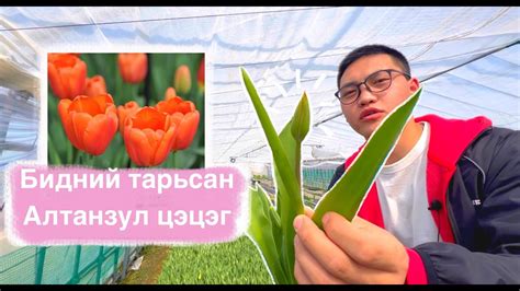 Японд Алтанзул Тулип цэцэг тарьдаг Монгол залуугийн яриа Youtube
