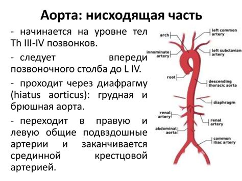 Заболевания аорты и ее ветвей фото