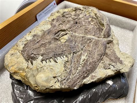 Cracking Open A Fossil Bone Reveals Rapid Juvenile Growth In Early Tetrapods Department Of