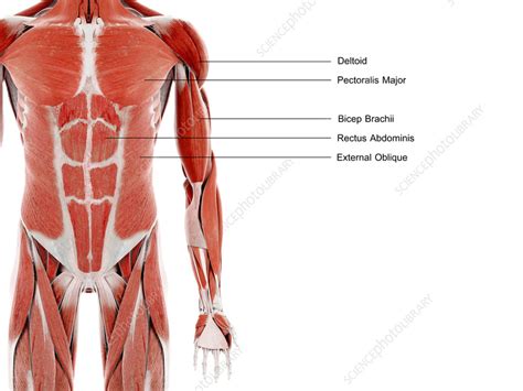 Anatomy Of The Upper Torso Easy To Assemble Human Upper Torso Anatomy