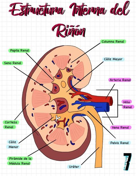 Anatomía Del Riñón Anatomía Parénquima Udocz 51 Riñon Anatomia