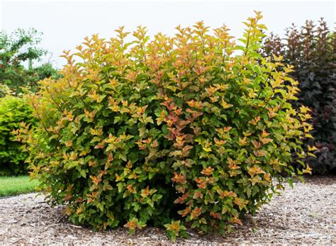 Amber Jubilee Ninebark For Sale Online The Tree Center