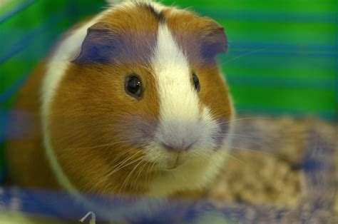 Картинки морская свинка 46 фото