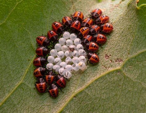 Stink Bug Spiritual Meaning Messages Of Protection And Wisdom