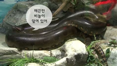 쥬니어네이버 사파리 아나콘다 Youtube