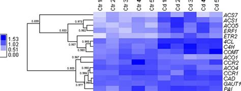 heat map hierarchical clustering showing the expression of genes