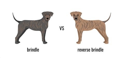 Are Brindle Great Danes Rare An Introduction Guide To This 1 In A