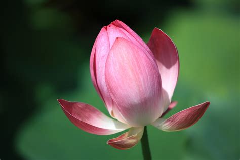 蕾 つぼみ Tsubomi 是什么意思？ 日文字典，日文中文（简体）字典 Mazii