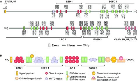 A The Schematic Diagram Of Exonintron Organization Of Lv Vgr Gene Download Scientific
