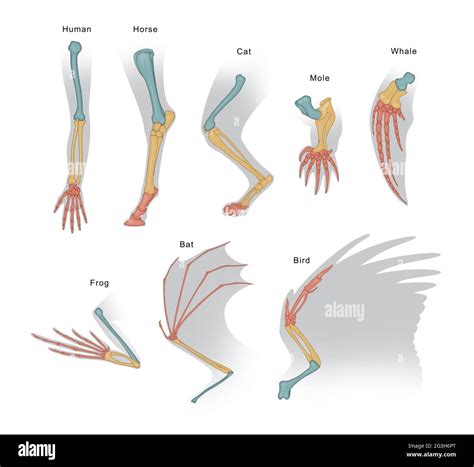 Examples Of Homologous Structures That Reveal Our Shared