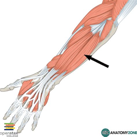 Extensor Carpi Ulnaris AnatomyZone
