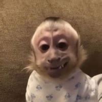 Funny Monkey Pfp Pfp And S Pfpfinder