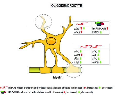 Transcripts And Rbps Localized To Subcellular Compartments In