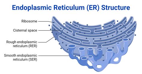 Endoplasmic Reticulum ER Structure And Functions